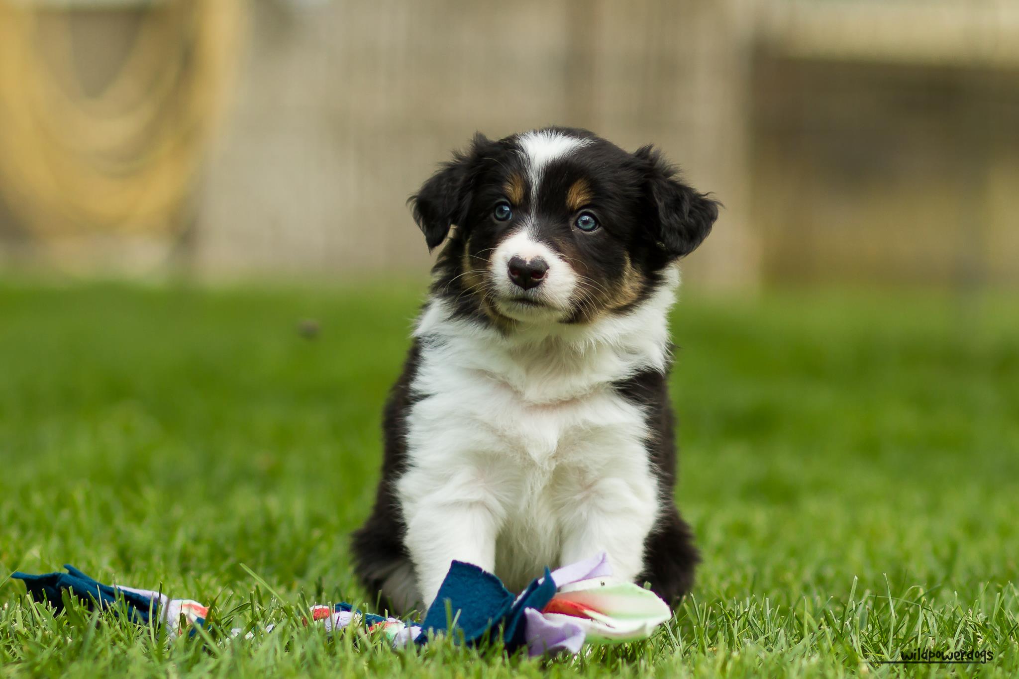 powerdogs.de - C-Wurf